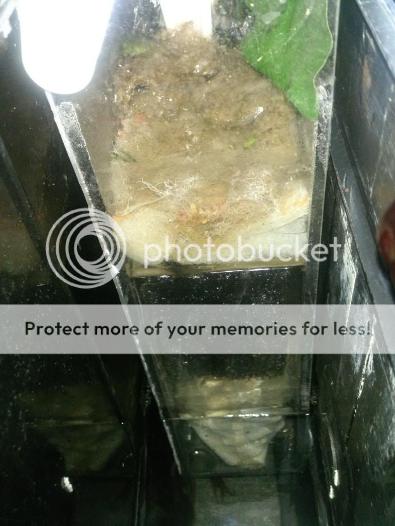 cycling question, never measured nitrites | The Planted Tank Forum